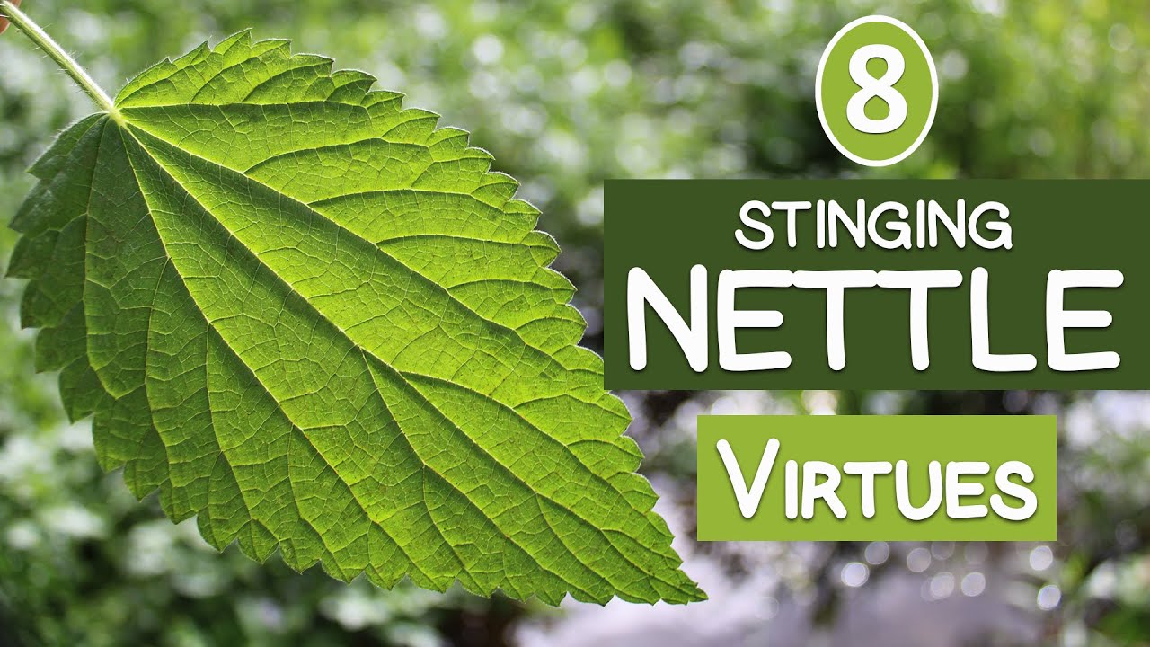 The 8 Virtues of STINGING NETTLE