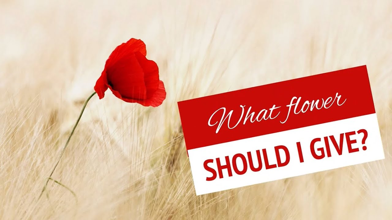 What flower should I give? The meaning of the flowers.