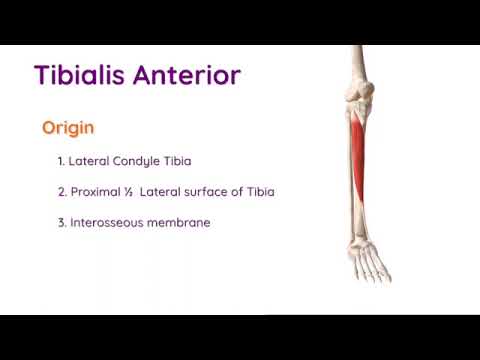 Tibialis Anterior Muscle - Essential Anatomy Exam Revision