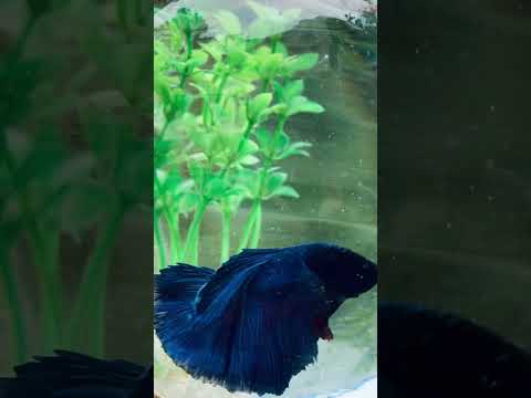 Night fury | Fish | Aquarium