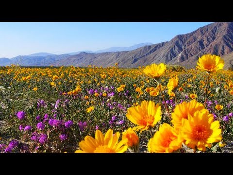 Desert Bloom