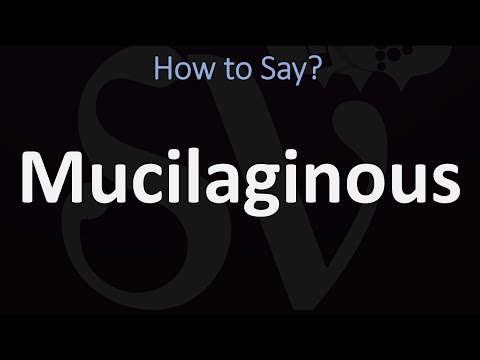 How to Pronounce Mucilaginous? (CORRECTLY)