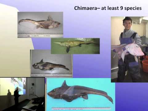 Fish from the continental slope west of the British Isles