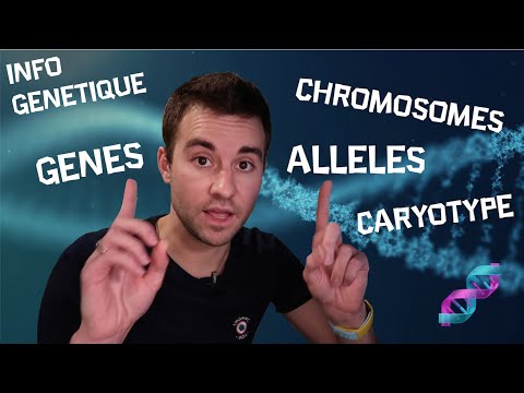🧬 Les bases de la génétique