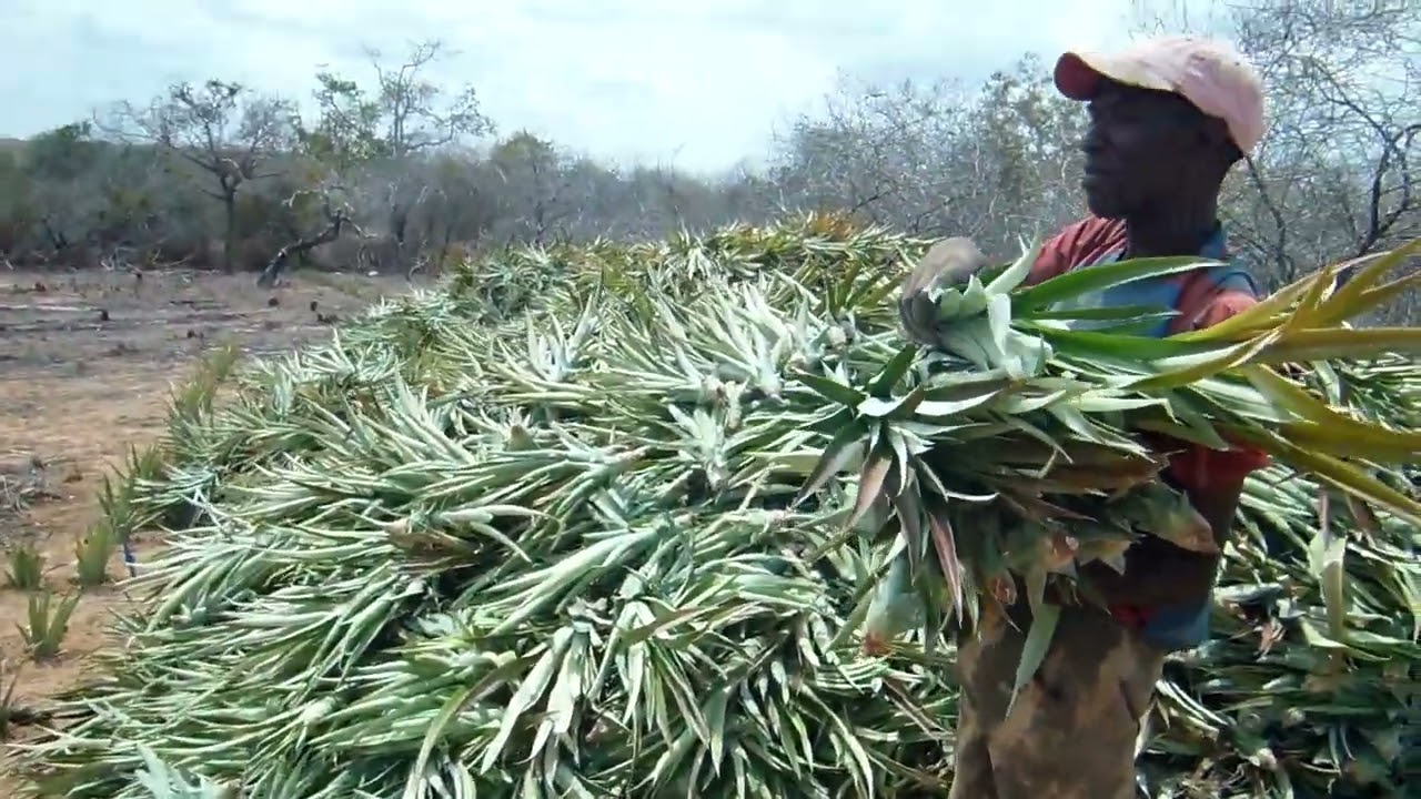 Malindi Pineapple Orchards - Pineapple suckers selection.