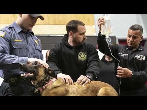 Morris County Hosts Training on K9 Lifesaving Techniques