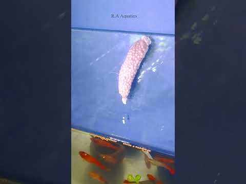 Apple Snail Eggs - Day 1 | #shorts