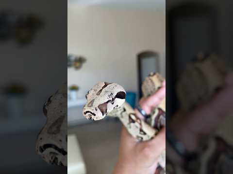 Baby Boa Constrictor