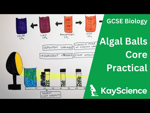 Photosynthesis & Respiration in Algal Balls (Core Practical) - GCSE Biology | Kayscience.com