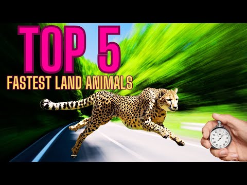 Top 5 Fastest Land Animals in The World 💨