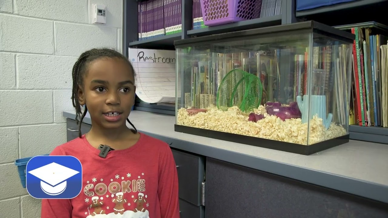 Pets of PWCS - Humphrey the Hamster