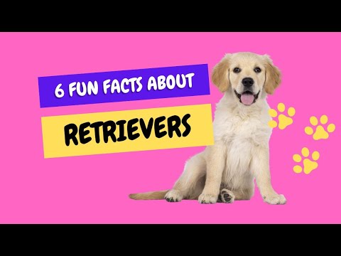 6 Fun Facts About Retrievers