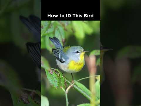Can you identify this colorful songbird?