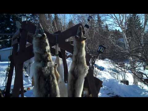 BIG JUNIPER down; yote and lynx furs