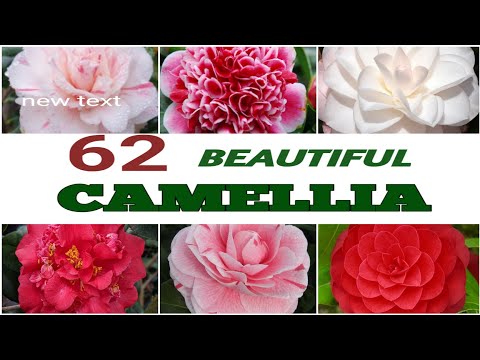 60++ BEAUTIFUL CAMELLIA VARITIES WITH THEIR NAMES | PLANT IDENTIFICATION
