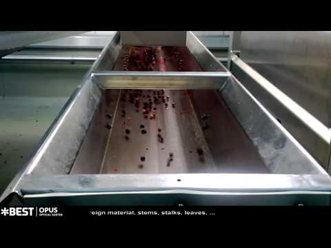 Black currant sorting machine Opus - TOMRA Sorting