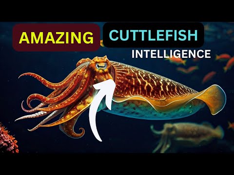 The Biology and Anatomy of: The Cuttlefish, Flamboyant Cuttlefish, Giant Cuttlefish Vs Squid.
