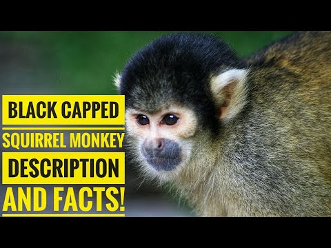 Black Capped Squirrel Monkey || Description and Facts!