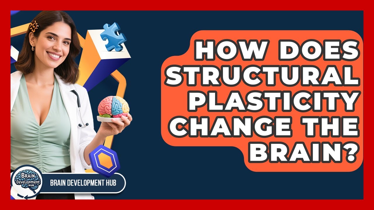 How Does Structural Plasticity Change The Brain? - Brain Development Hub