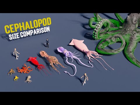 Monster Cephalopod Size Comparison Octopus 3D Size Comparison | DataPlayz