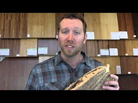 Eco Cork Flooring Series Pt.1: Sustainability of Cork Flooring - Eco Cork Nieve