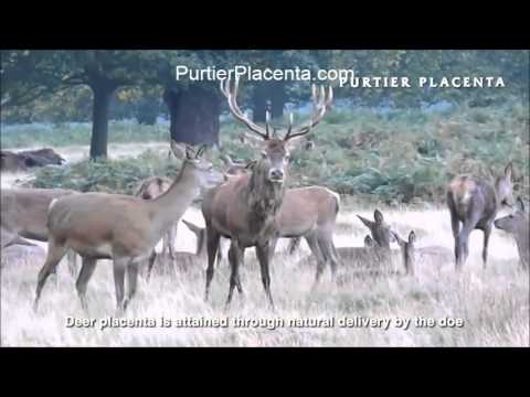 Purtier Placenta 5