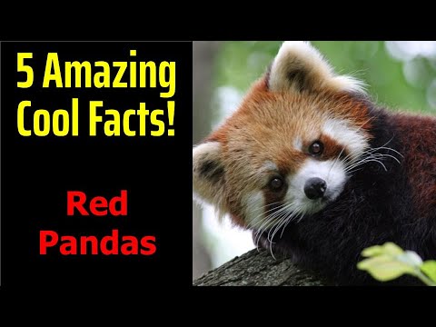 5 Fascinating Facts About Red Pandas