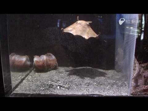 The Flapjack Octopus Made Famous in Finding Nemo | Outdoors | Before It ...
