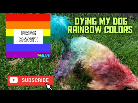 DYING MY DOG RAINBOW COLORS with food coloring