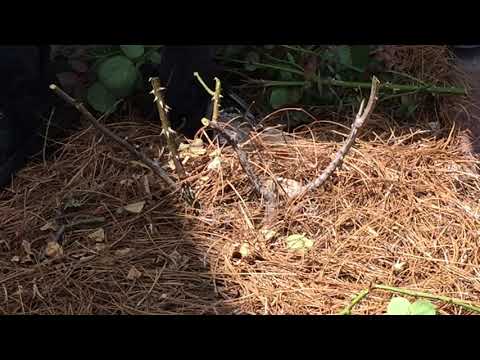 My Therapy Garden: Late Pruning of Hybrid Tea Roses in the Back Garden