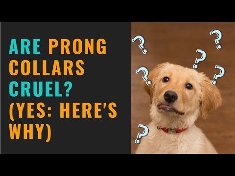 Are Prong Collars Cruel? (In My Opinion, Yes!)
