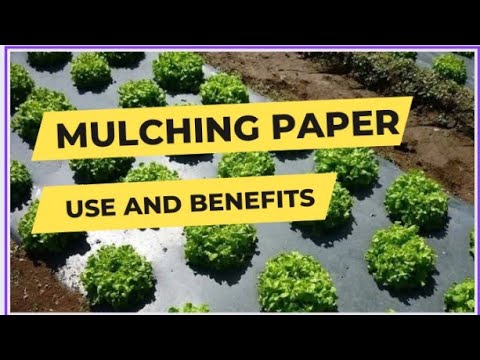 Mulching paper Uses | Full details in hindi | Kisanguruji | #agriculture #farm