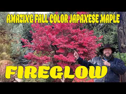 Why 'Fireglow' Japanese Maple Is a Must-Have for Your Garden | Mr Maple's Cultivar Highlights