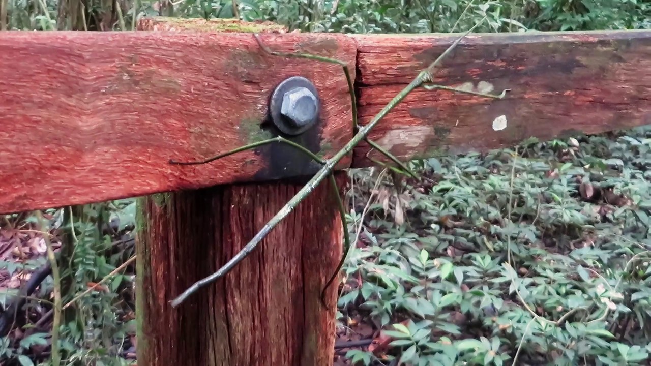 Large green Stick Insect - Mulu Jungle walk