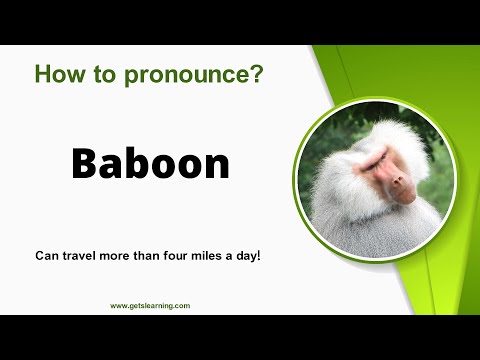 How to pronounce (Baboon) Correctly in English