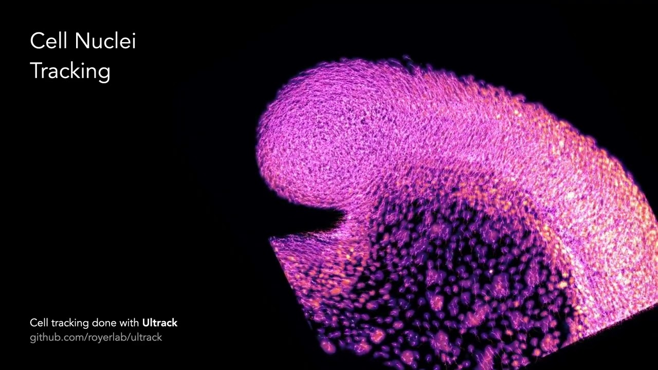 Tool brings a new vision to developmental biology