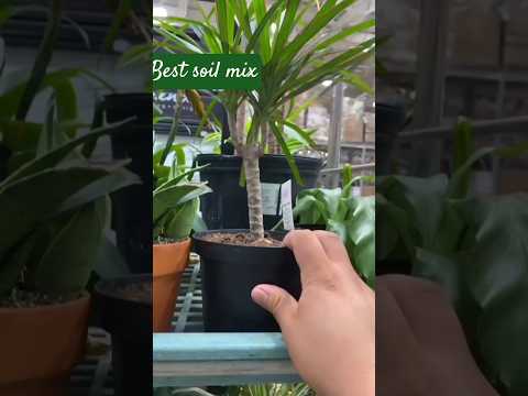 The SECRET Soil Formula for Thriving Dracaena Plants! 🌿 Unlock the Magic for Lush, Healthy Growth!