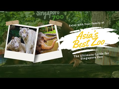 Enjoy with Your Family at Asiaโs Best Zoo - The Ultimate Guide for Singapore Zoo