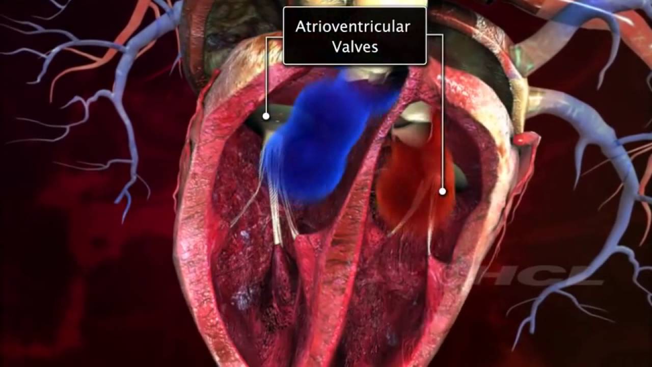 Eduworks DigiSchool-Structure of the Human Heart