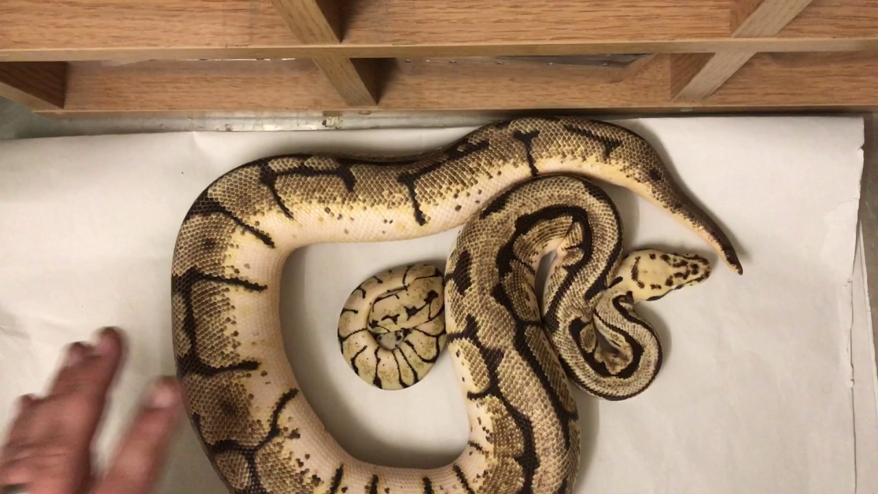 Bumblebee colour changes