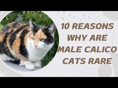 10 Reasons Why Are Male Calico Cats Rare
