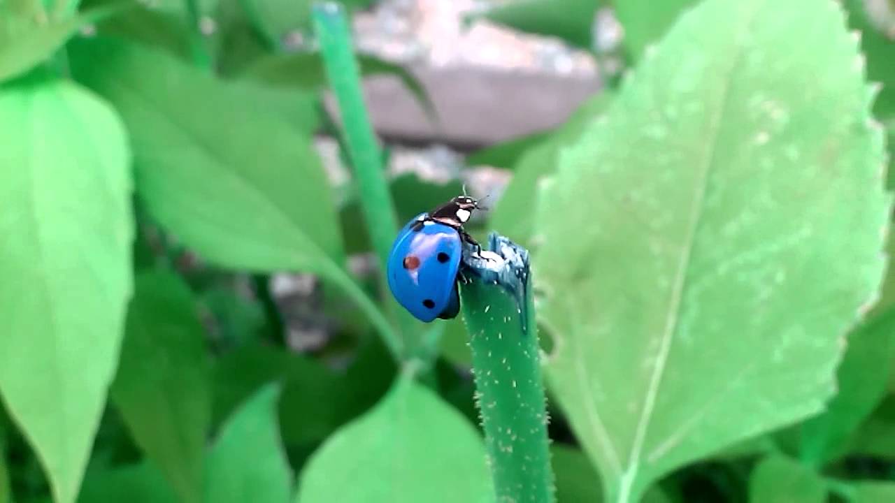 Blue Ladybug/bird 2014[HD]