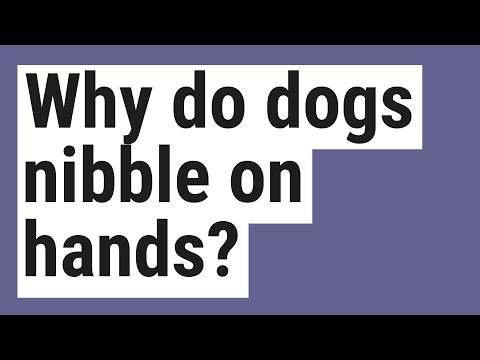 Why do dogs nibble on hands?