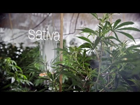 Know new weed words