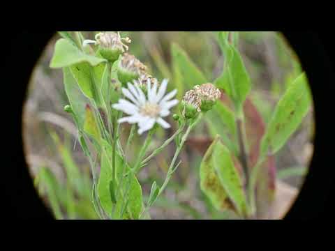Solidago ptarmicoides (Upland White Goldenrod)