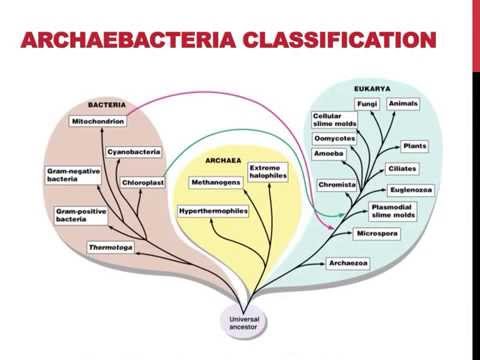 Classifications of archaebacteria