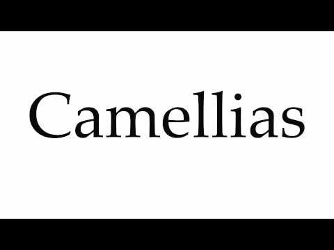 How to Pronounce Camellias