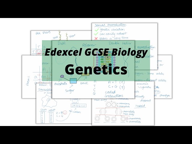Understanding Edexcel GCSE Biology: A Comprehensive Guide to Genetics ...