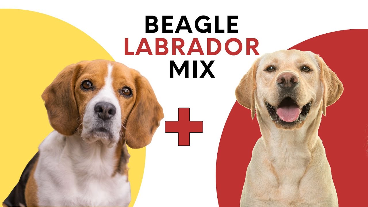 All About Beagle Labrador Mix