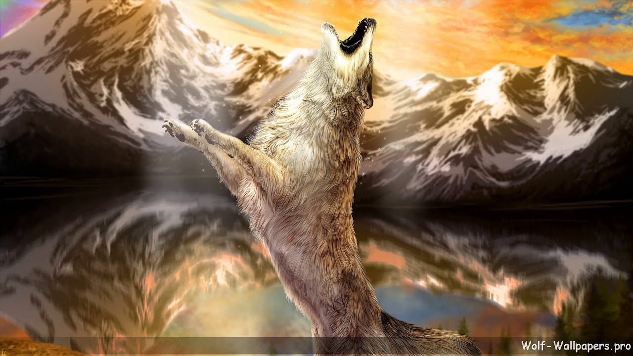 Amazing 4K Wolf Wallpapers for Computer
